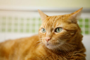 7 ideias de post para social media pet shop